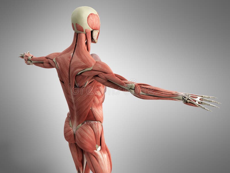 Human Muscle Anatomy 3d Render on Grey Stock Illustration ...