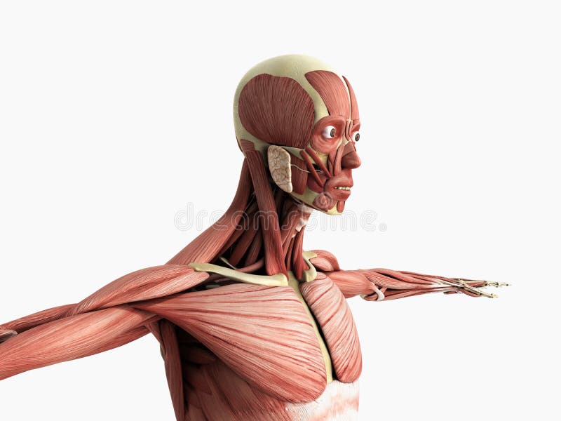 Human Muscle Anatomy 3d Render on White Stock Illustration ...