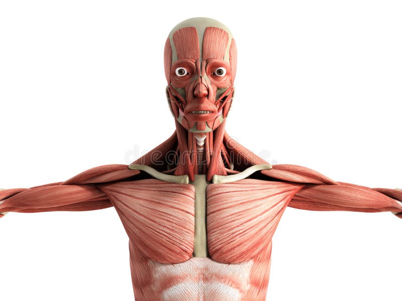 Human Muscle Anatomy 3d Render on White Front Stock Illustration ...
