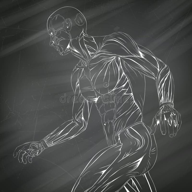 Human Muscle Anatomy stock illustration. Illustration of drawn - 55296896