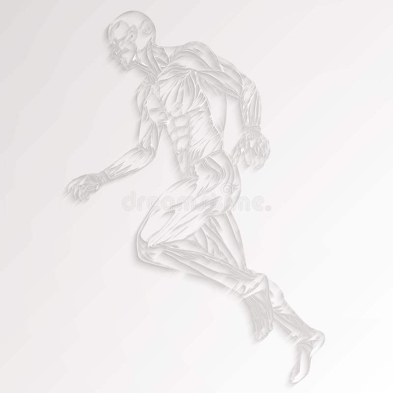 Human Muscle Anatomy stock illustration. Illustration of drawn - 55296896