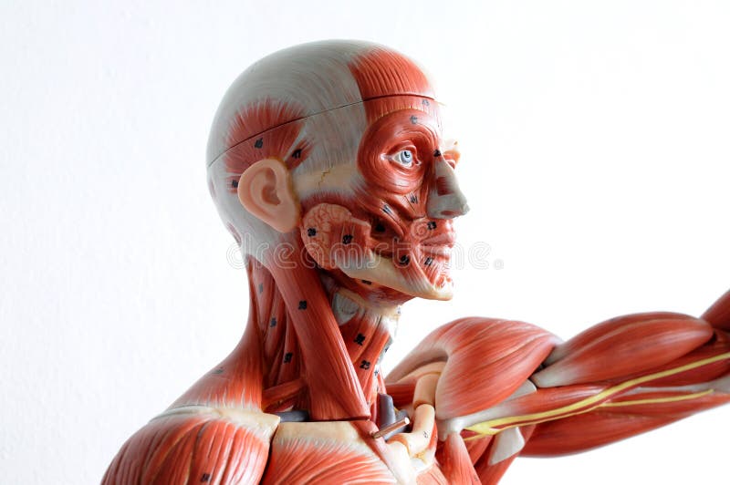 Human muscle stock photo. Image of frontalis, medicine - 43290140