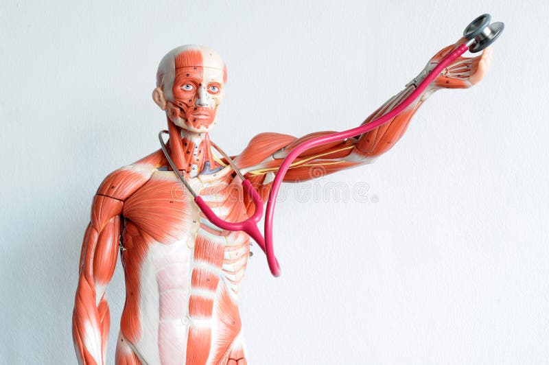 Human muscle stock image. Image of anatomical, human - 43290211