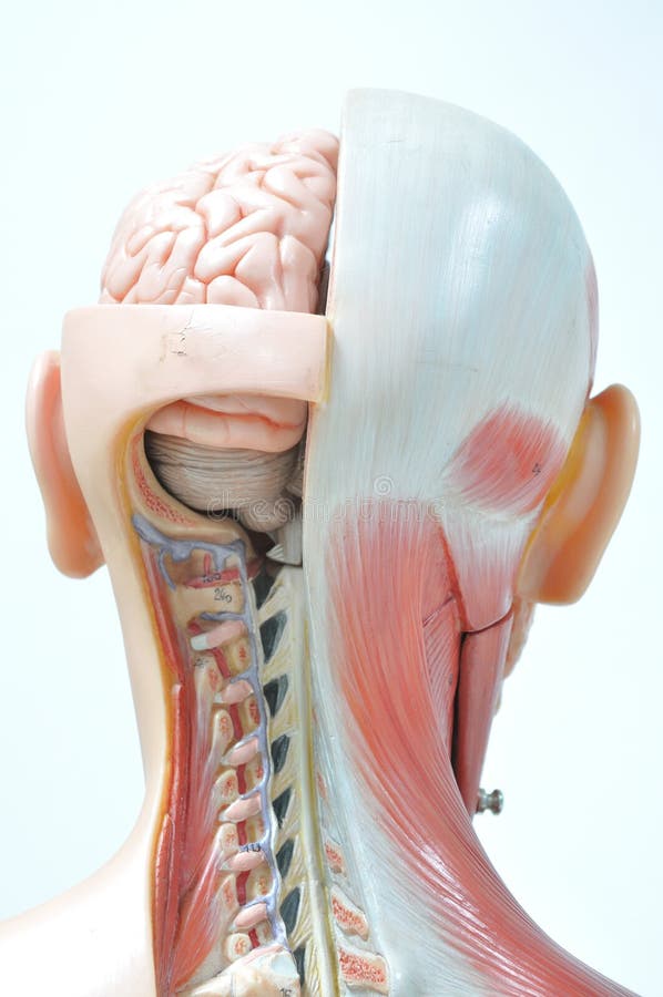 Human muscle stock photo. Image of back, model, human - 48838668