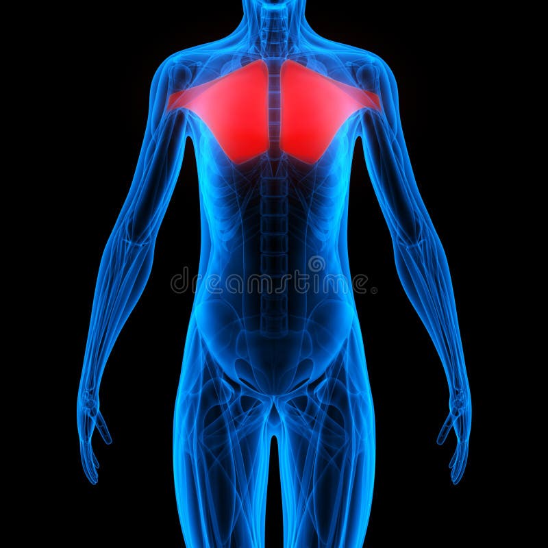 Human Muscle Body Anatomy stock illustration. Illustration of strength ...