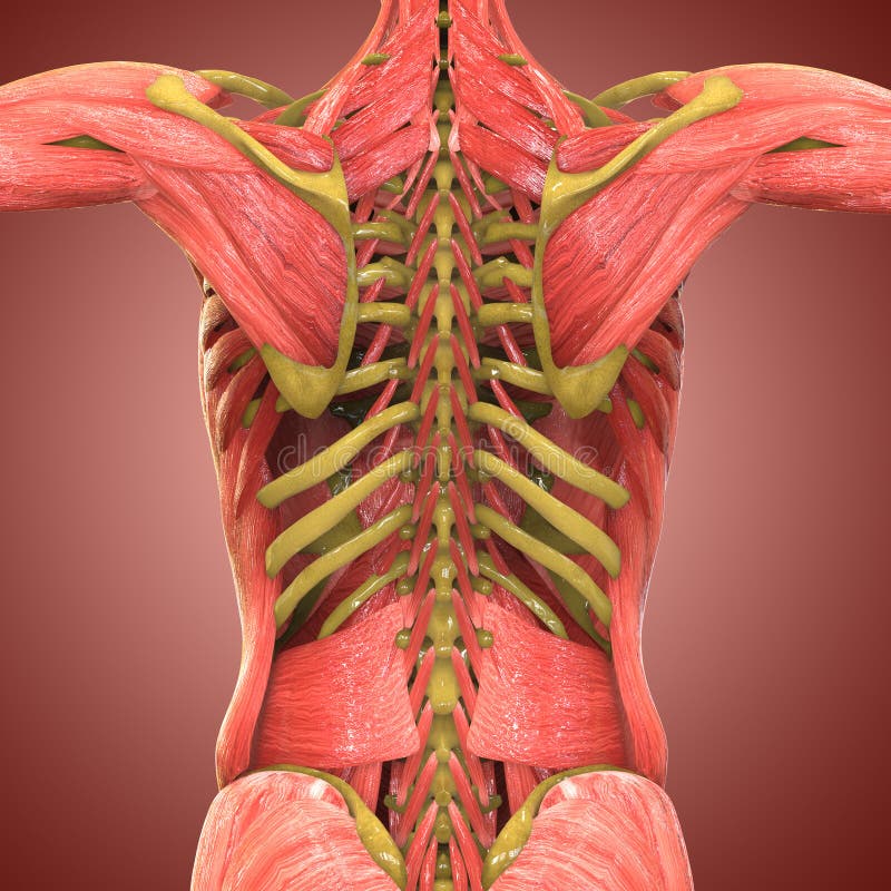 Human Muscle Body Anatomy stock illustration. Illustration of graphic ...