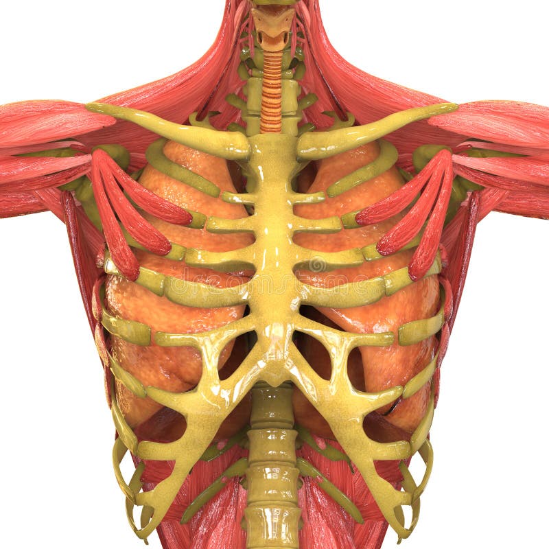 Human Muscle Body with Respiratory System Stock Illustration ...