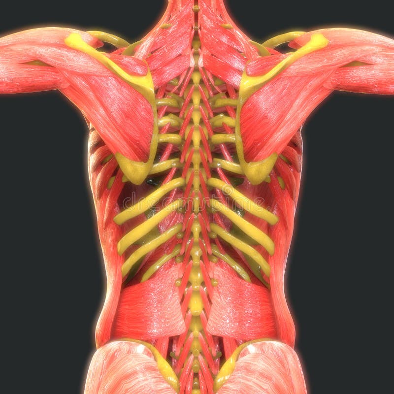 Human Muscle Body with Skeleton Anatomy Stock Illustration ...