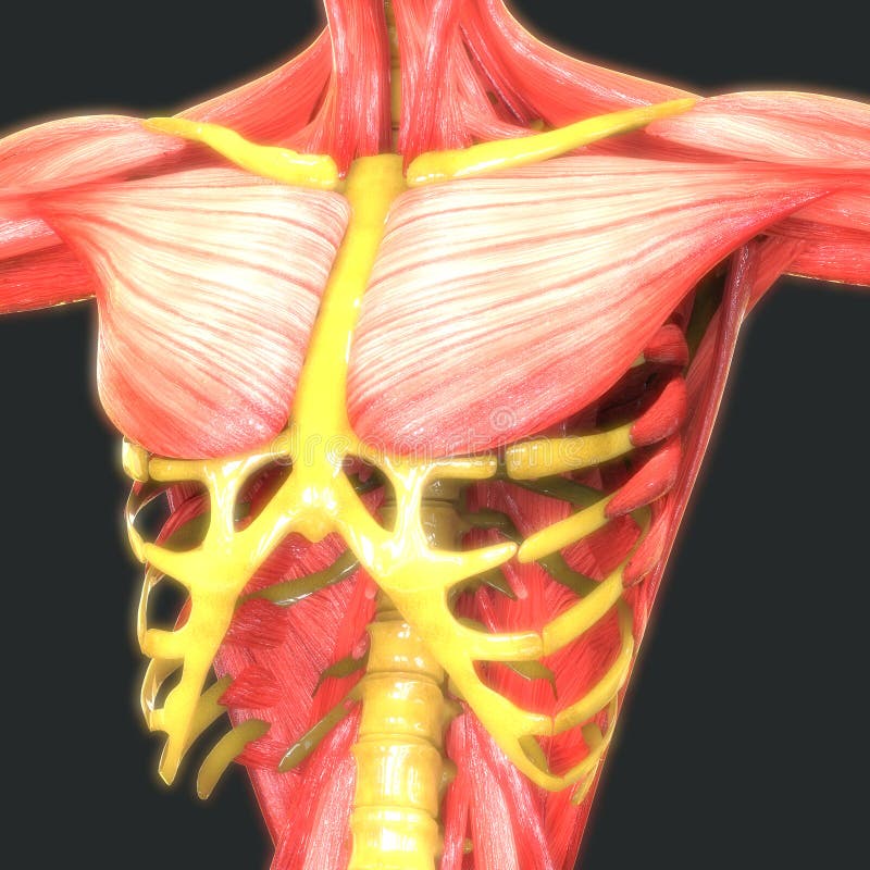 Human Muscle Body with Skeleton Anatomy Stock Illustration ...