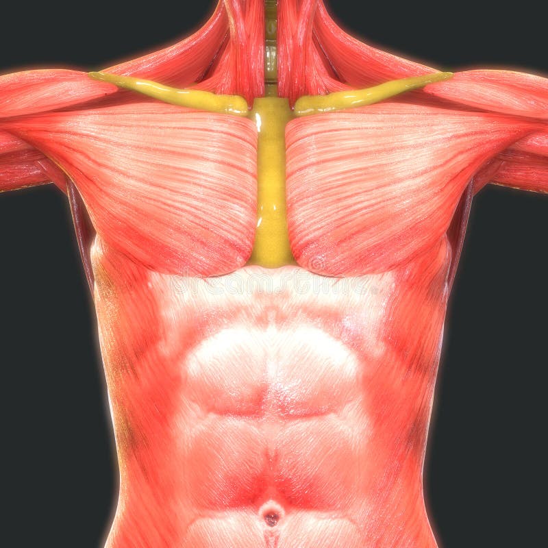 Human Muscle Body with Skeleton Anatomy Stock Illustration ...