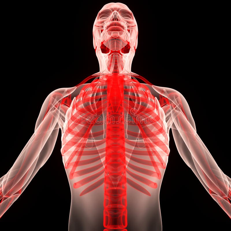 Human Muscle Body with Skeleton Stock Illustration - Illustration of ...