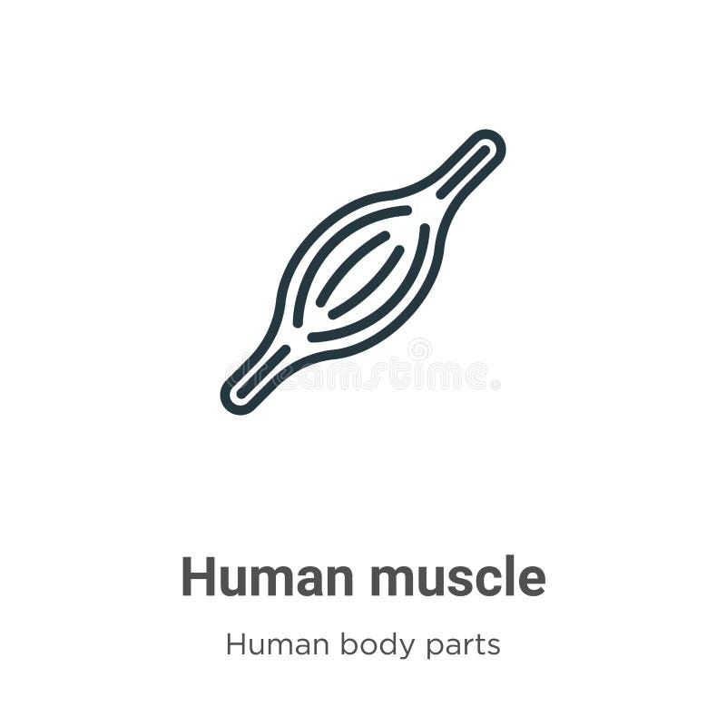 Human Muscle Outline Vector Icon. Thin Line Black Human Muscle Icon ...
