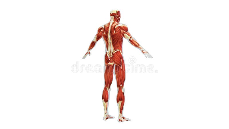 Anatomy of the Human Musclar System Stock Illustration - Illustration ...