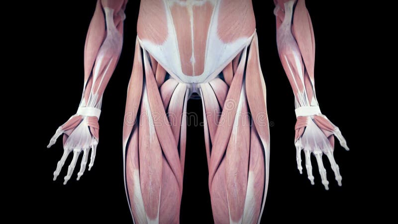 Human Muscle Anatomy for Medical Concept 3D Looped Animation Stock ...