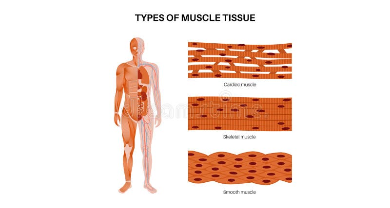 Human muscle tissues stock vector. Illustration of cell - 329951167 Human muscle tissues stock vector. Illustration of cell - 329951167