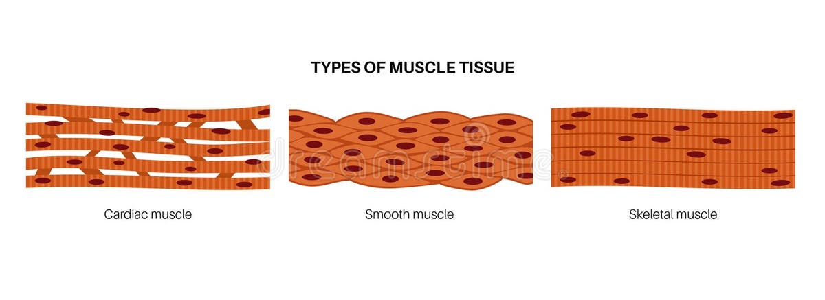 Cardiac Smooth Skeletal Muscle Stock Illustrations – 587 Cardiac Smooth ... Cardiac Smooth Skeletal Muscle Stock Illustrations – 587 Cardiac Smooth ...