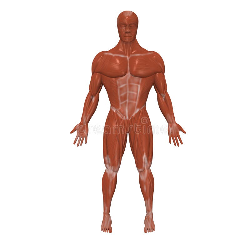 Human Muscle Xray Body stock illustration. Illustration of anatomically ...