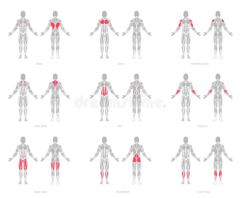 Outline Human Muscles Stock Illustrations – 928 Outline Human Muscles ...