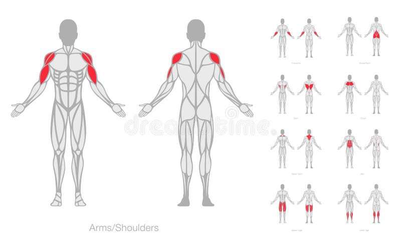 Outline Human Muscles Stock Illustrations – 928 Outline Human Muscles ...