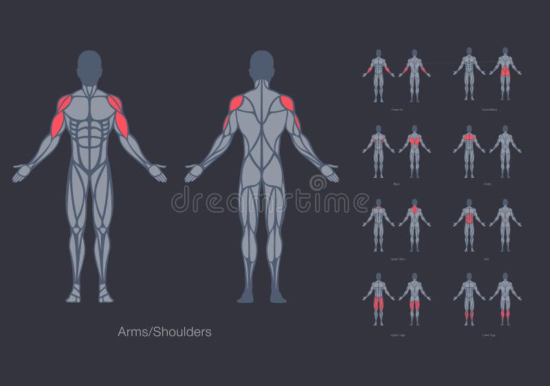 Human Muscles Anatomy Model Vector Design Template Stock Vector ...