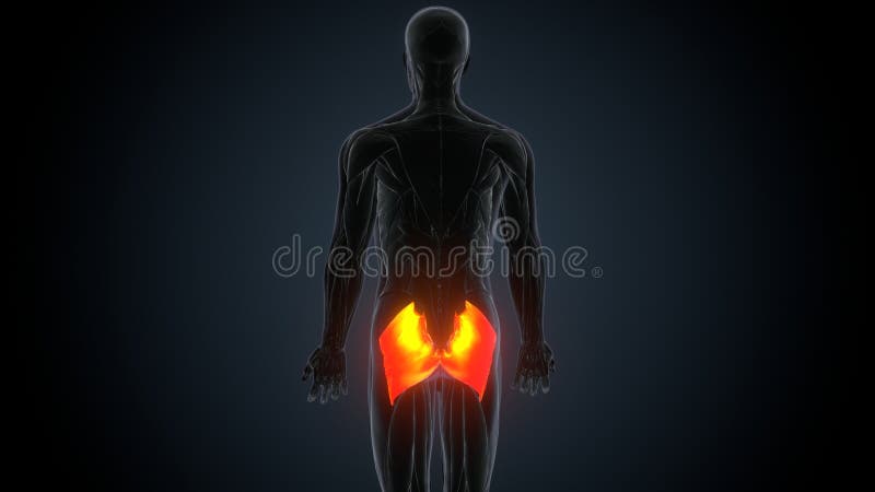 Muscles of the Male Pelvic Anatomy .3d Illustration Stock Illustration ...