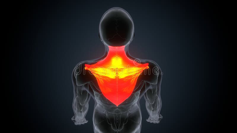 Muscles of the Male Pelvic Anatomy .3d Illustration Stock Illustration ...