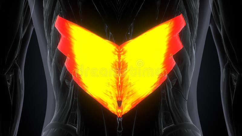 Complex Muscles Stock Illustrations – 341 Complex Muscles Stock ...