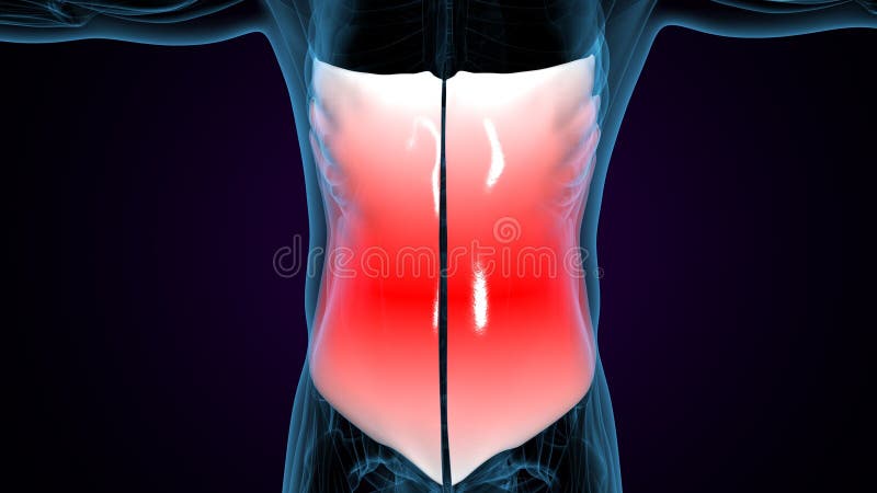 Male Human Stomach Muscle Anatomy .3d Illustration Stock Illustration ...