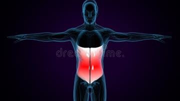 3d Cardiac Muscles Anatomy Stock Illustrations – 177 3d Cardiac Muscles ...