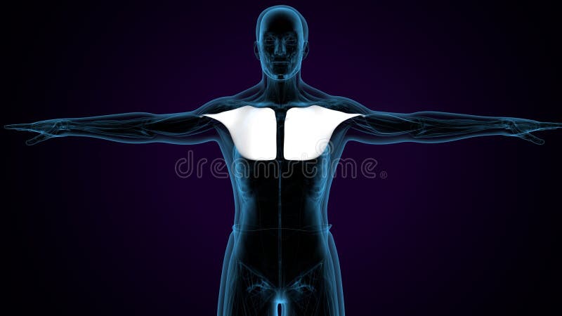 Male Human Neck Trapeziums Muscle Anatomy .3d Illustration Stock ...