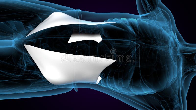 Male Human Neck Trapeziums Muscle Anatomy .3d Illustration Stock ...