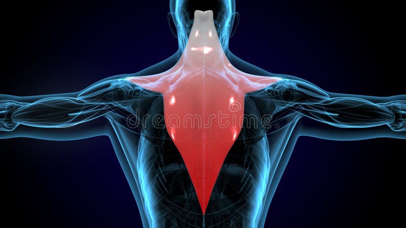 Male Human Neck Trapeziums Muscle Anatomy .3d Illustration Stock ...