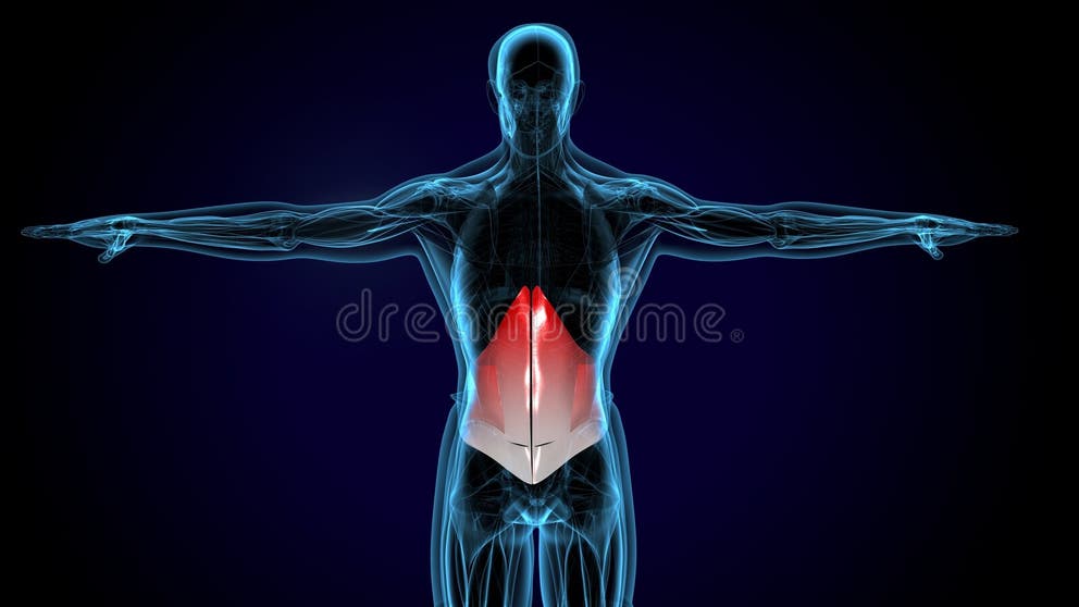 Bodily Processes Stock Illustrations – 231 Bodily Processes Stock ...