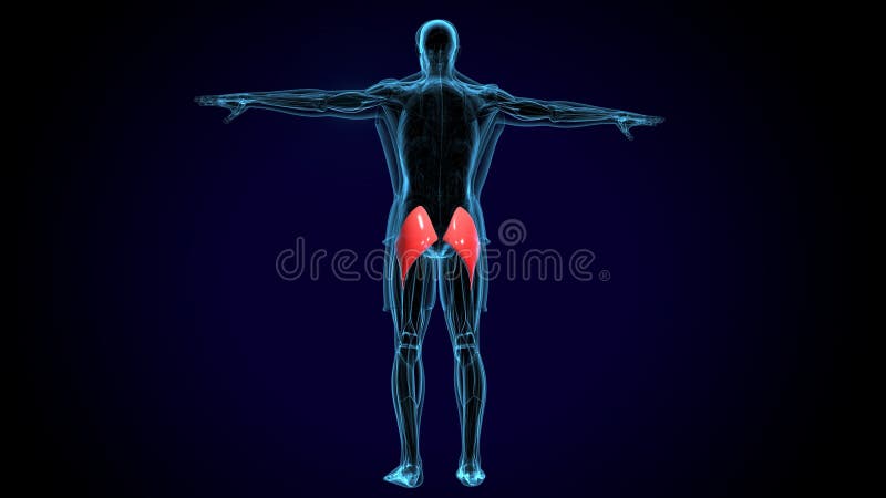 Male Human Hip Muscle Anatomy .3d Illustration Stock Illustration ...