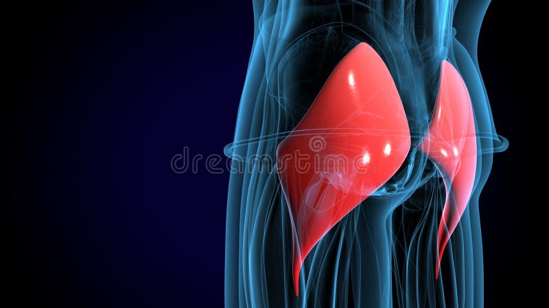 Male Human Hip Muscle Anatomy .3d Illustration Stock Illustration ...