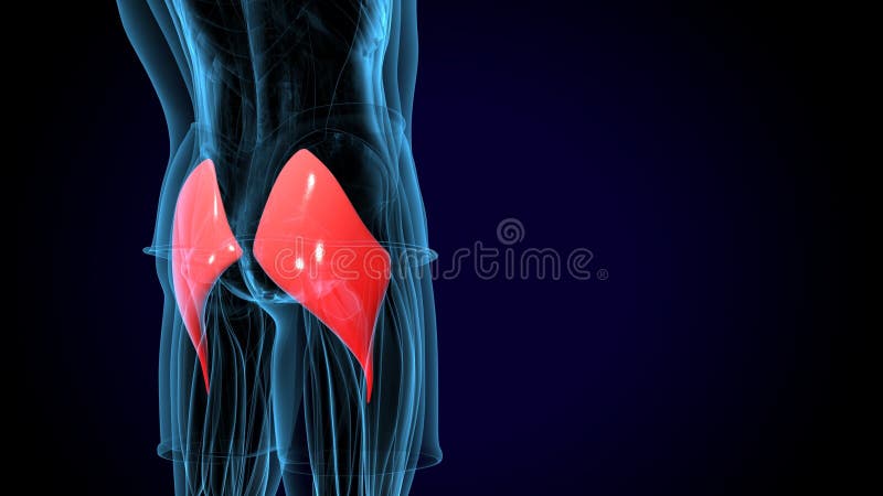 Male Human Hip Muscle Anatomy .3d Illustration Stock Illustration ...