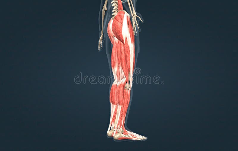 Human Muscles of the Lower Limb Stock Illustration - Illustration of ...