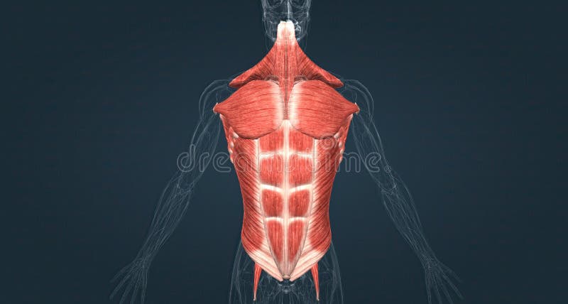 Human muscles of the torso stock illustration. Illustration of femoral ...