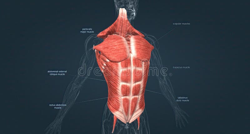 Human muscles of the torso stock illustration. Illustration of flat ...