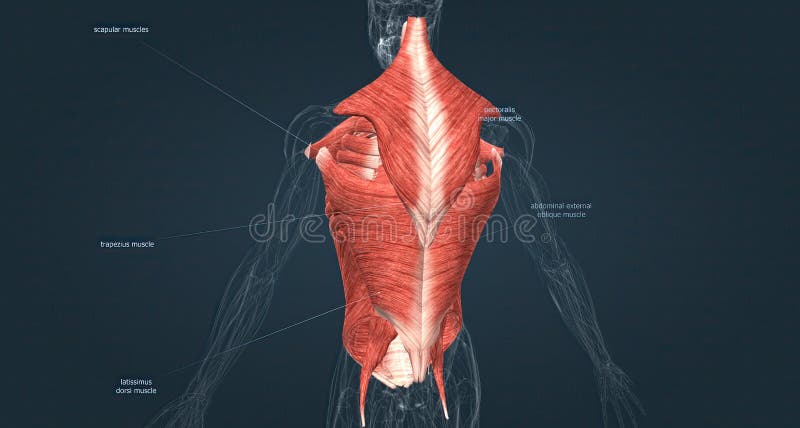 Human muscles of the torso stock illustration. Illustration of muscles ...