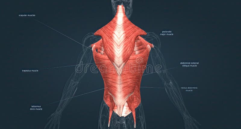 Human muscles of the torso stock illustration. Illustration of system ...
