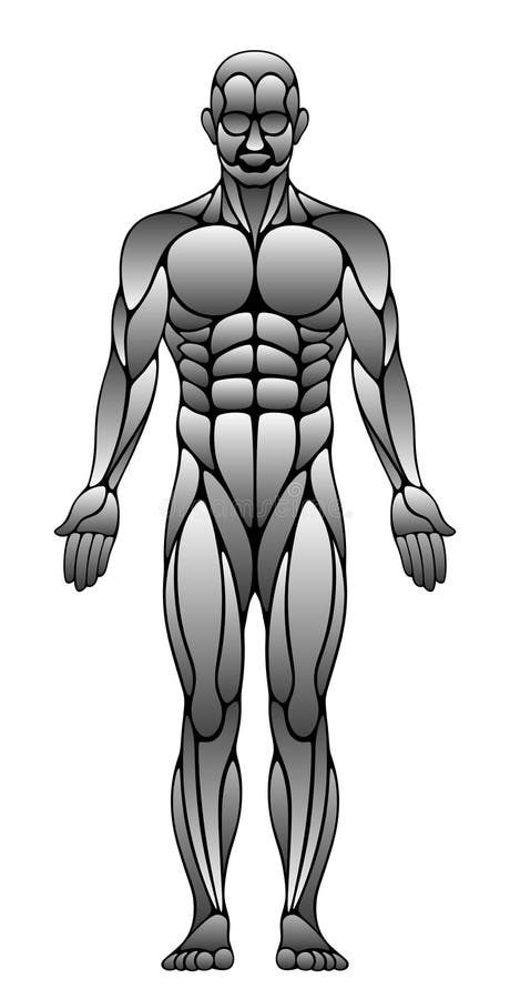 Skinless man and skeleton stock illustration. Illustration of bones ...