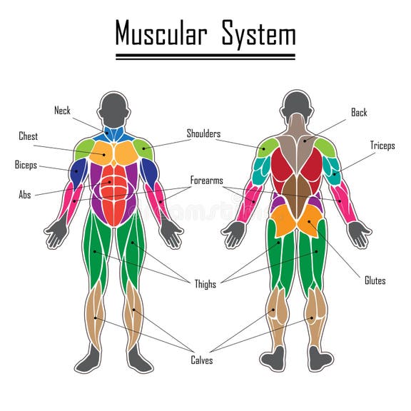 Outline Human Muscles Diagram Stock Illustrations – 101 Outline Human ...