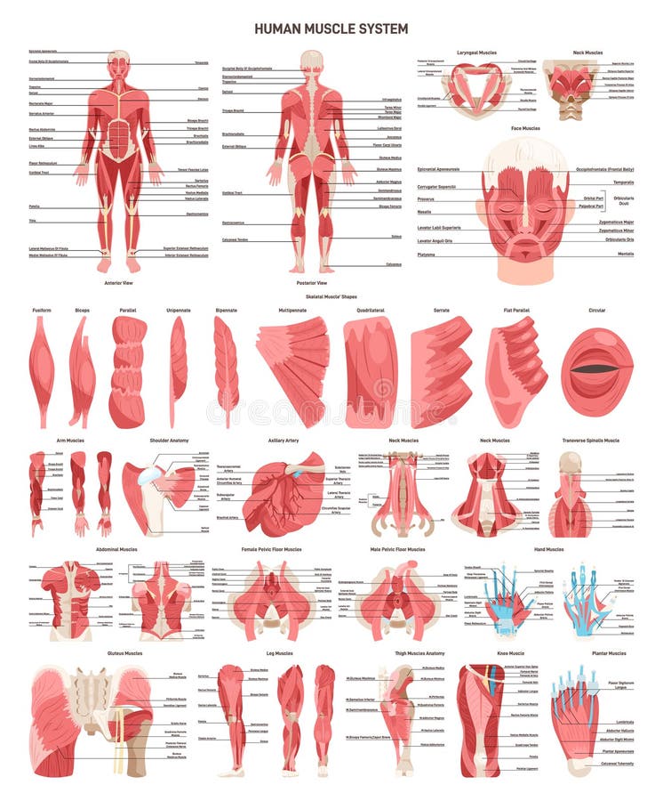 Human Muscular System Set. Front and Back View Stock Vector ...
