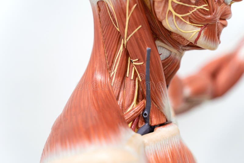 Human Neck Muscle for Education Stock Image - Image of anatomically ...