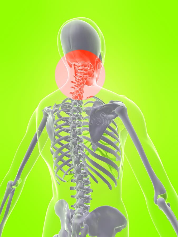 Human neck anatomy stock illustration. Illustration of science - 30724532