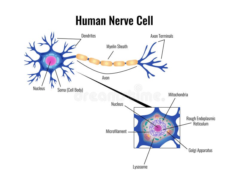 Human Nerve Cell Composition Stock Illustration - Illustration of ...