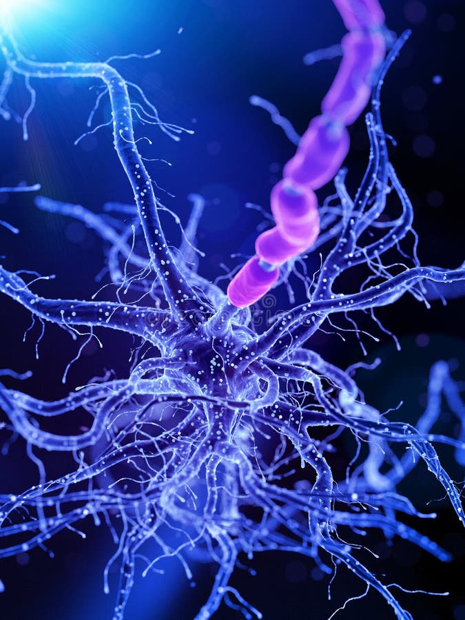 A human nerve cell stock illustration. Illustration of biology - 127854890