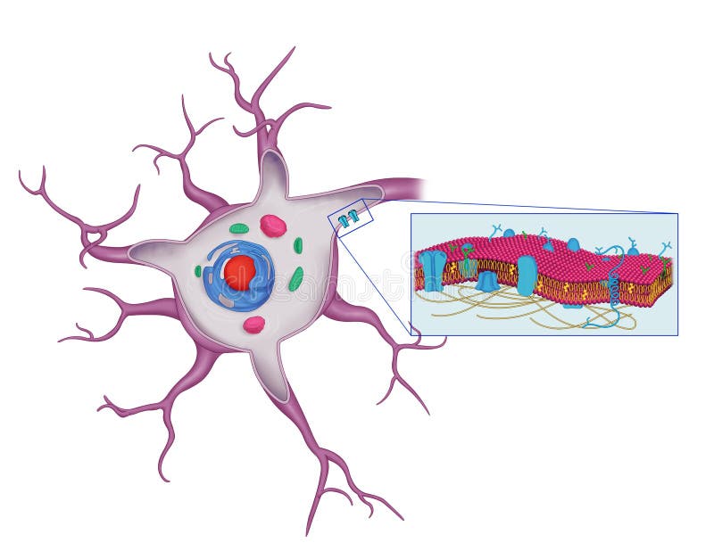 Human Nerve Cell with Plasma Membrane Stock Illustration - Illustration ...