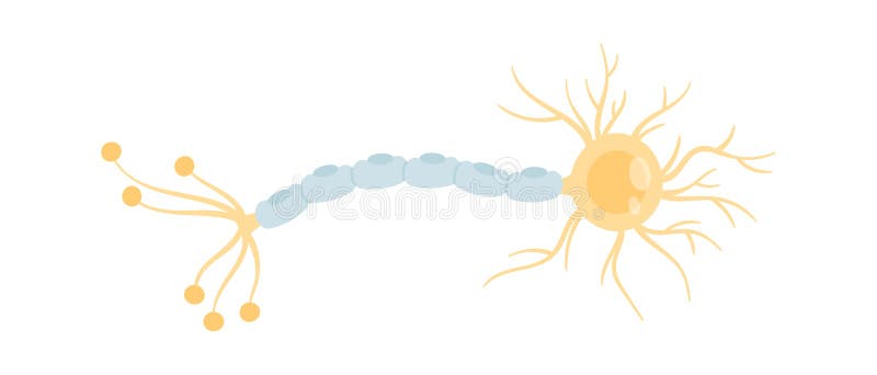 Human Nerve Cell stock vector. Illustration of biology - 277676071